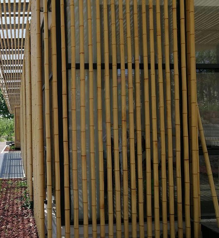High-Quality Bamboo Poles for Home and Garden Decoration – Natural ...