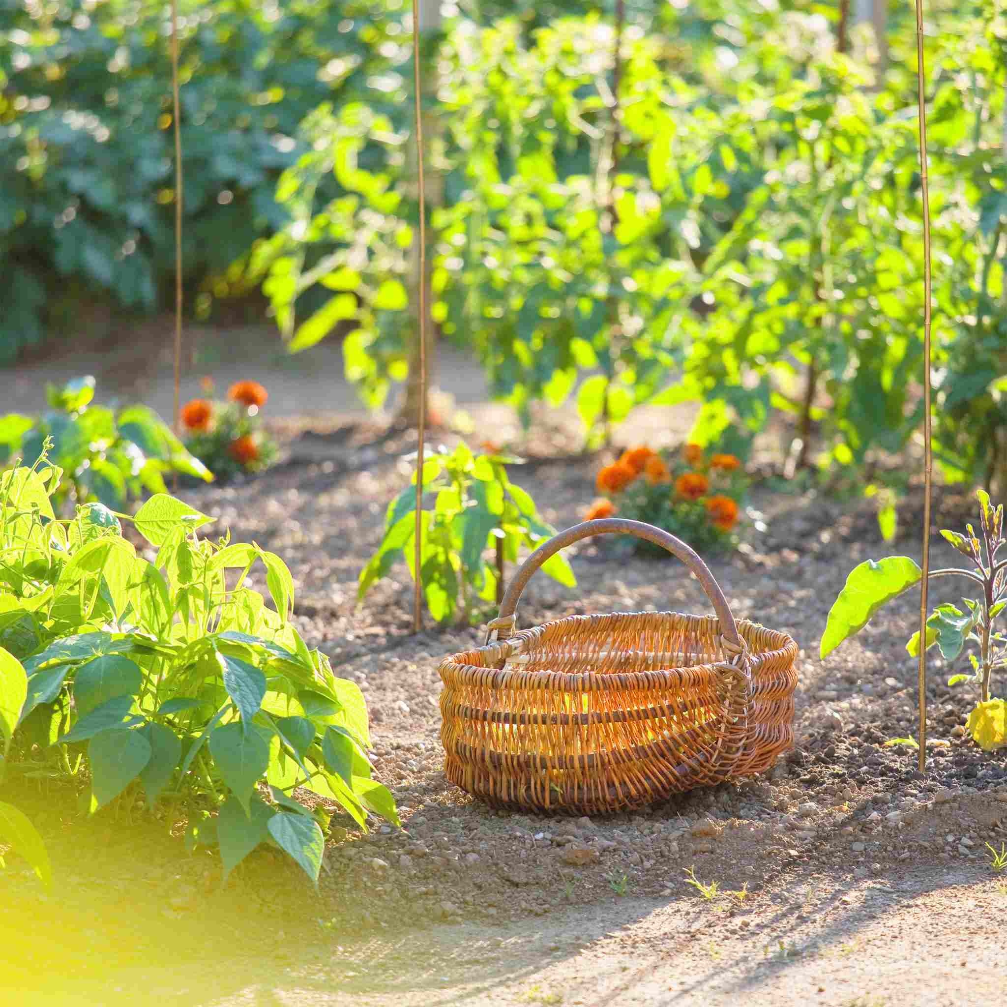 🌿🌼 Enhance Your Garden with Natural Bamboo Plant Supports 🌼🌿