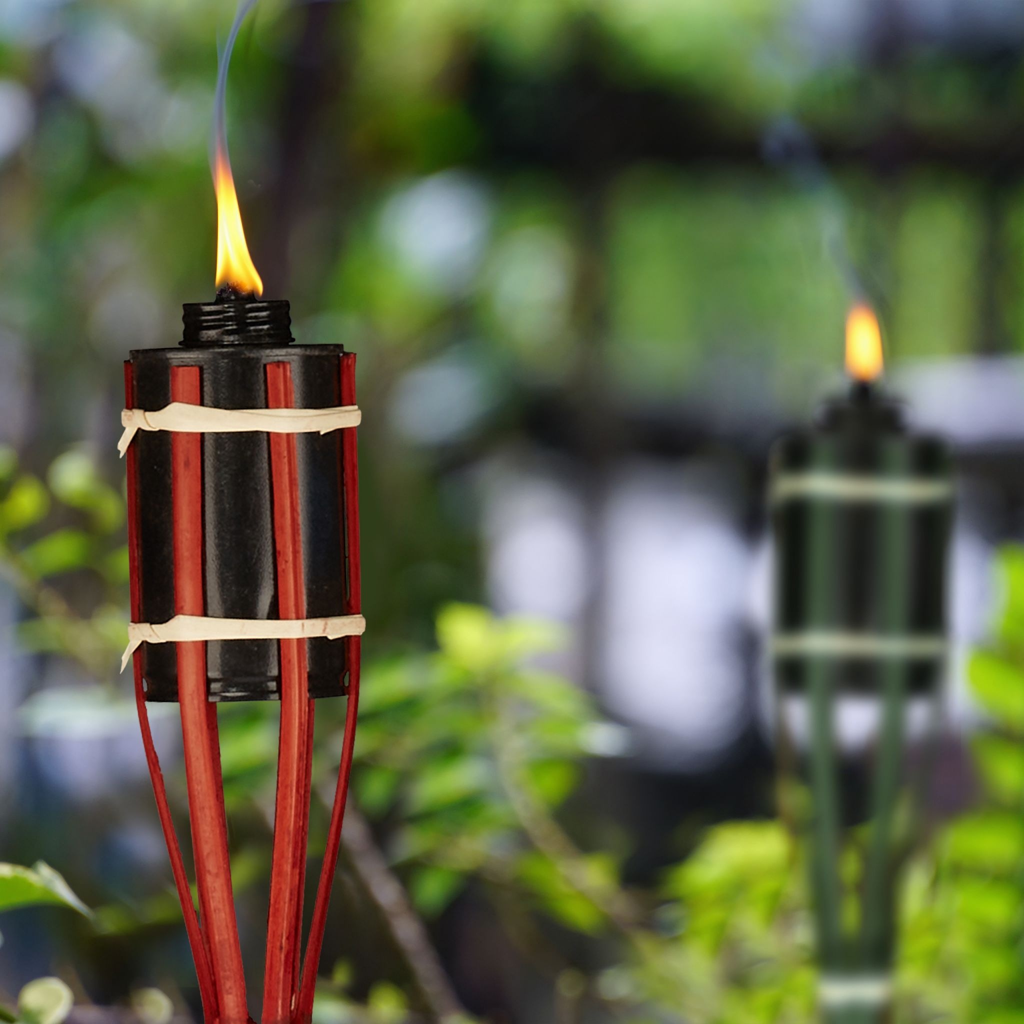Transform Your Garden into a Colorful Oasis with Rainbow Bamboo Garden ...